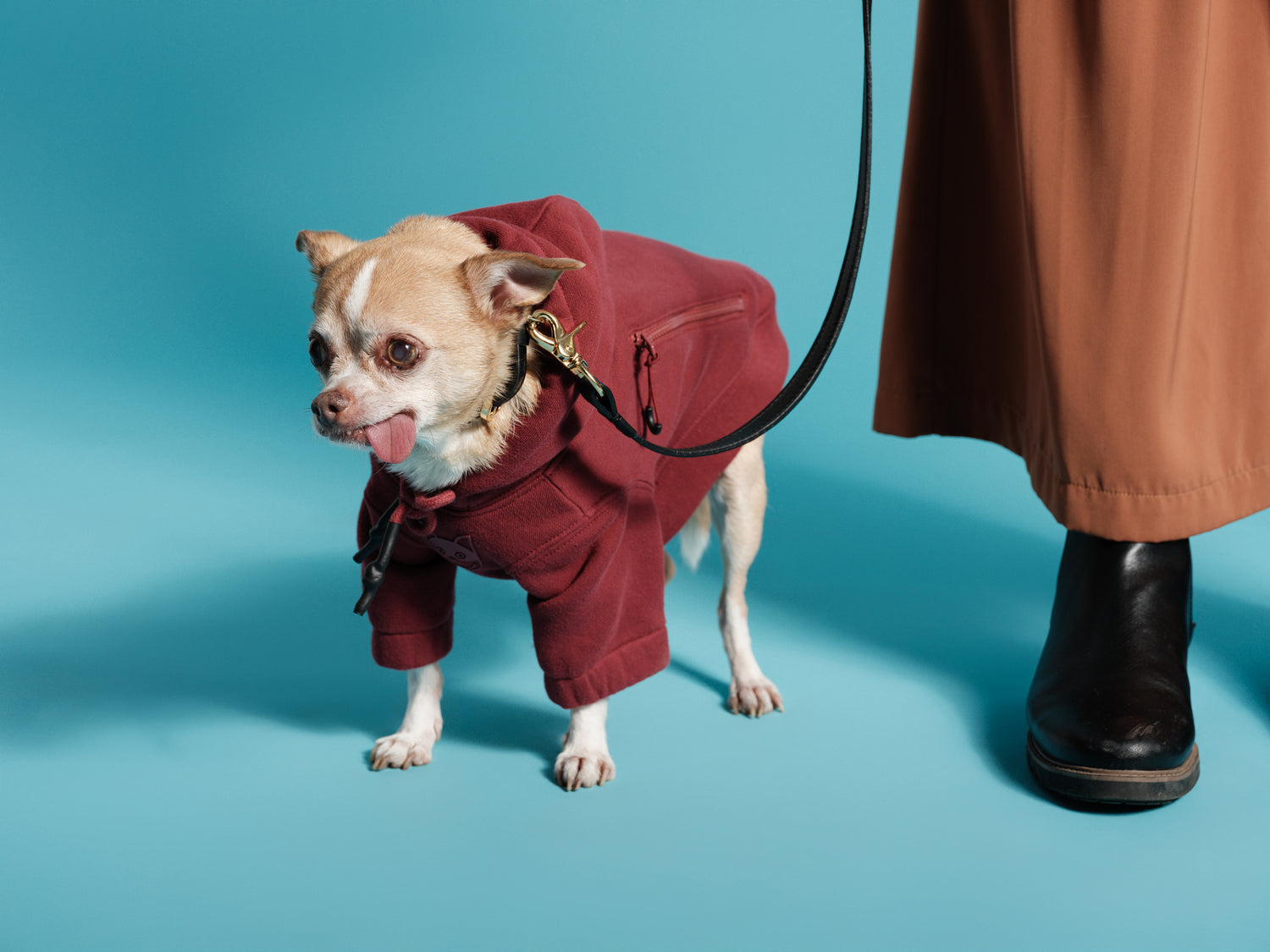 ABOUT – CANINO