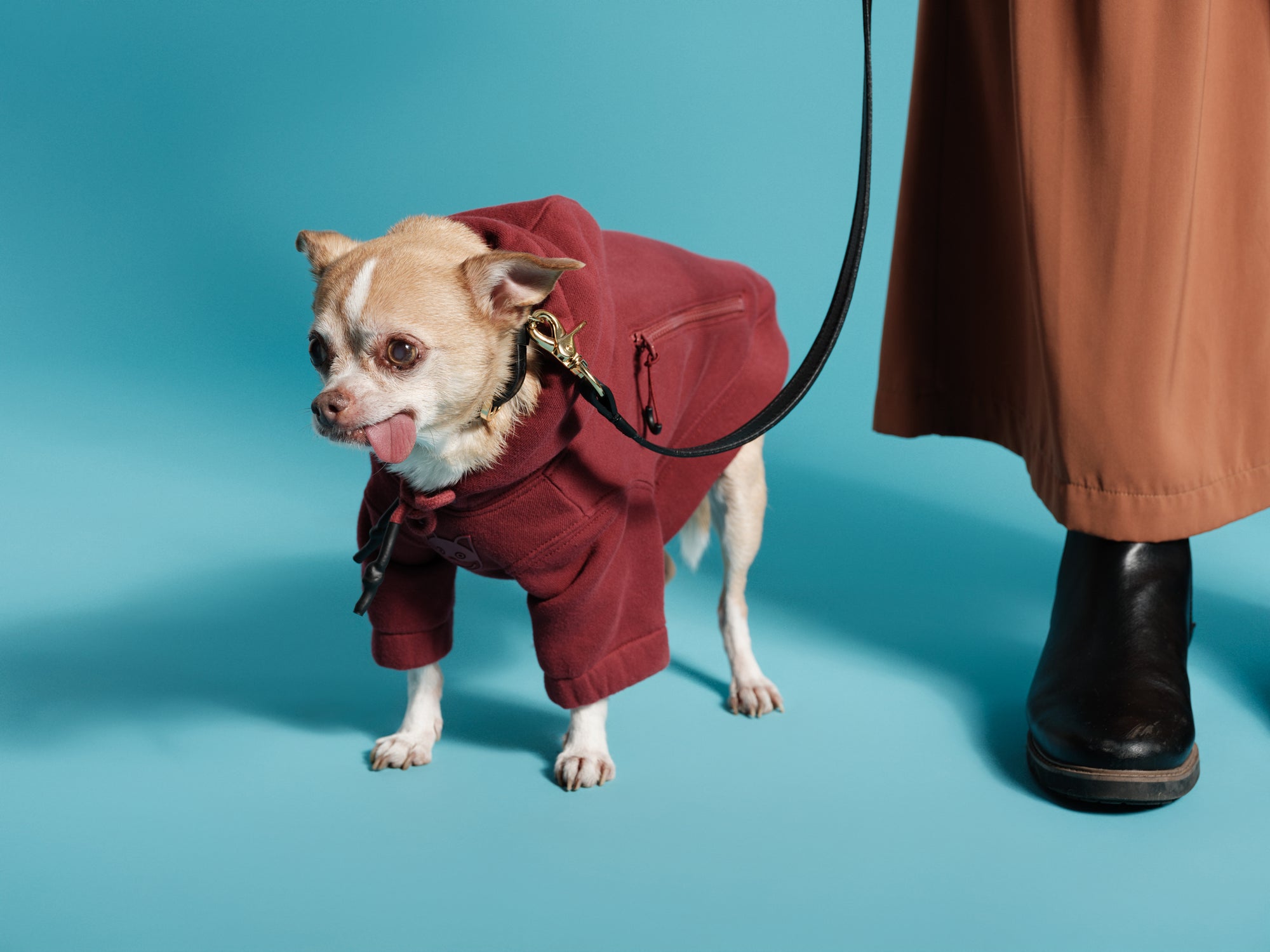 ABOUT – CANINO